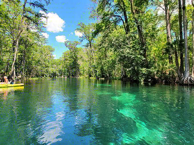 Nature's own kaleidoscope &ndash; where emerald waters meet towering cypress trees, creating a scene straight out of a fantasy novel.
