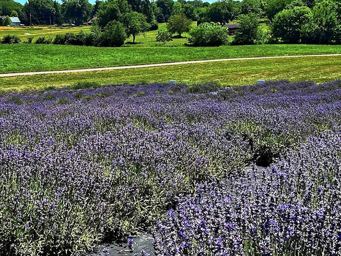 A sea of purple at Sunset Ridge Lavender Farm that would make Provence jealous. Who needs a passport when Ohio delivers this sensory overload?