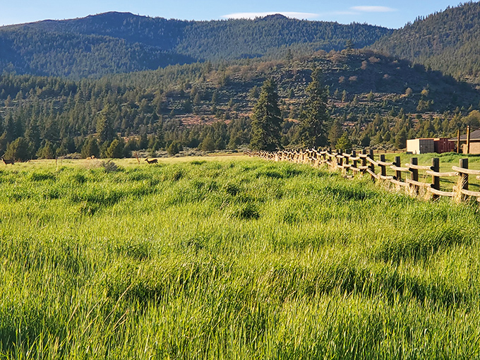 Rolling meadows meet mountain vistas at Susanville Ranch Park, where California's natural beauty doesn't require a celebrity budget to enjoy.