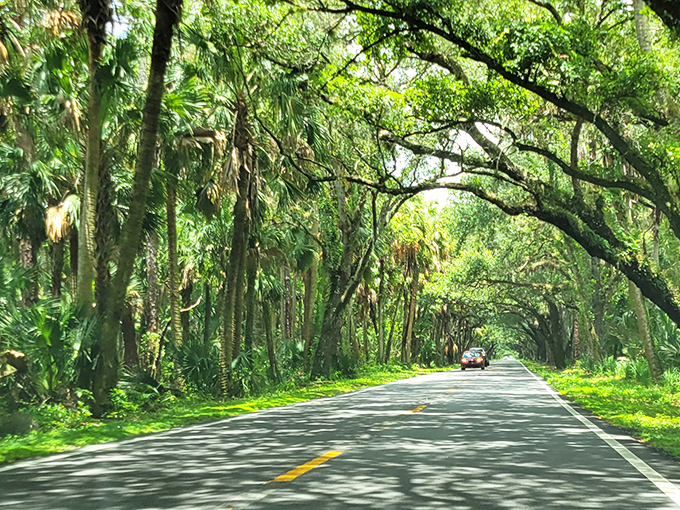 Where palms and oaks create nature's perfect archway. This stretch of road proves Florida's most beautiful attractions aren't always at the beach.