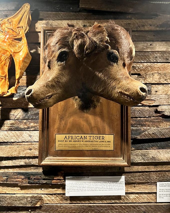 Meet the museum's "African Tiger" - a taxidermied two-faced antelope that would make even the most seasoned safari guide do a double-take.