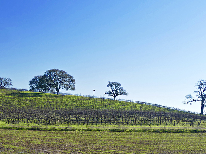 Rolling vineyards dotted with oak trees create Paso's signature landscape &ndash; like Tuscany decided to vacation in California and never left.
