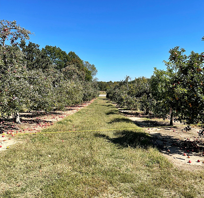 Nature's grocery store at its finest. These orchard rows promise apple-picking adventures and the sweet reward of fresh-pressed cider.