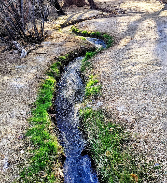 Life finds a way – this modest stream carves its determined path through the desert, proving water's gentle persistence can shape even the harshest landscapes.