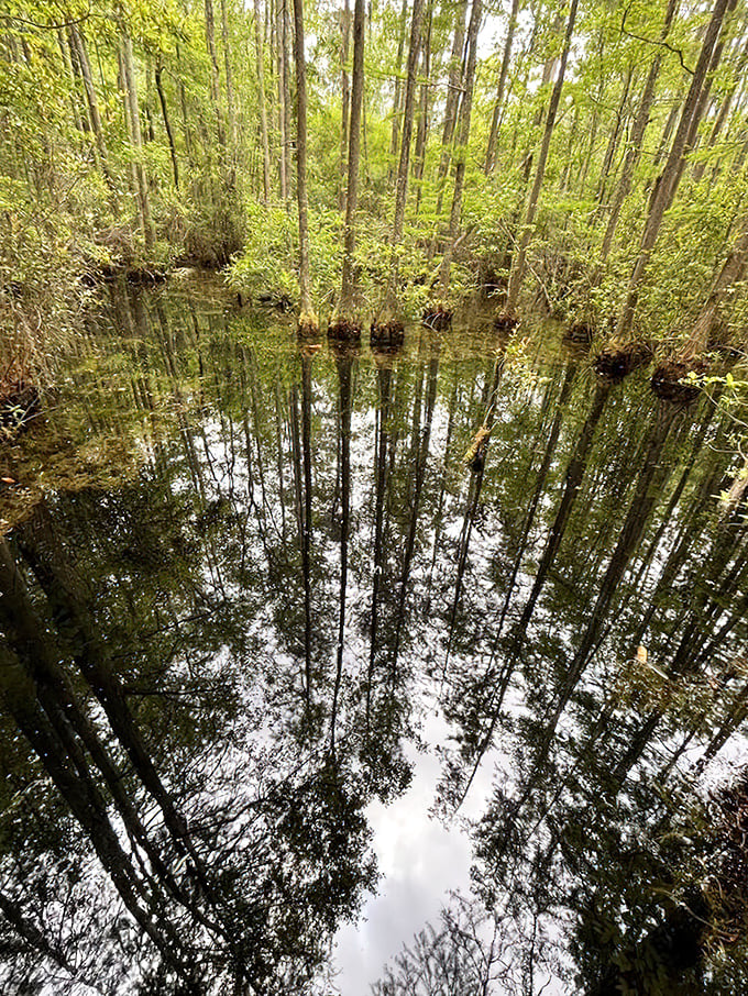 Mirror, mirror in the swamp - the still waters create perfect reflections, doubling the beauty of this mystical ecosystem.