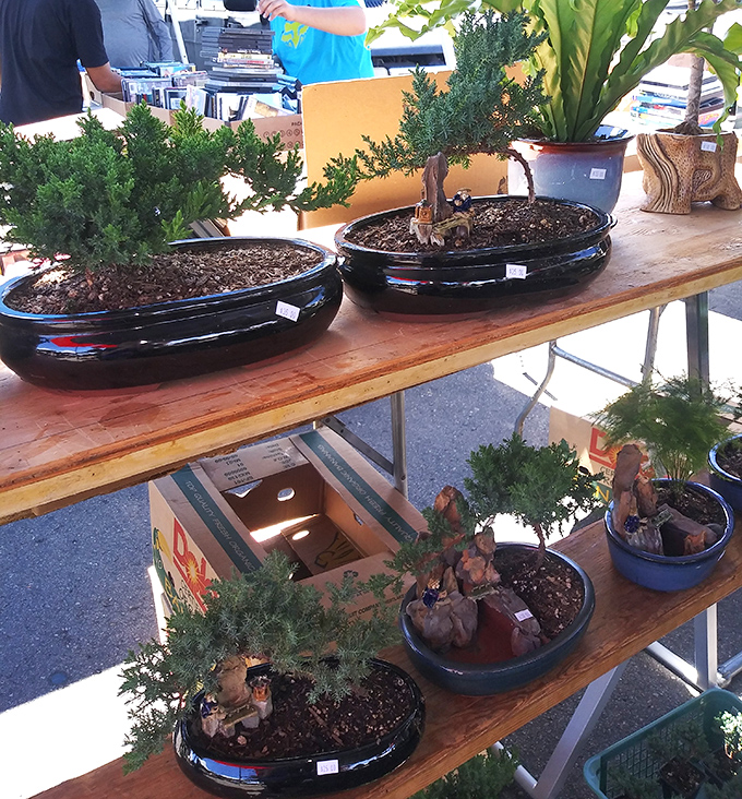 Miniature worlds in ceramic dishes &ndash; these bonsai masterpieces represent years of patient cultivation, proving good things come in small packages.