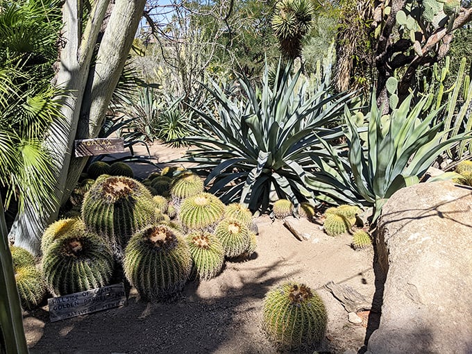 These barrel cacti look like a family reunion where everyone wore their spikiest outfit. Nature's way of saying "look, but please don't hug."