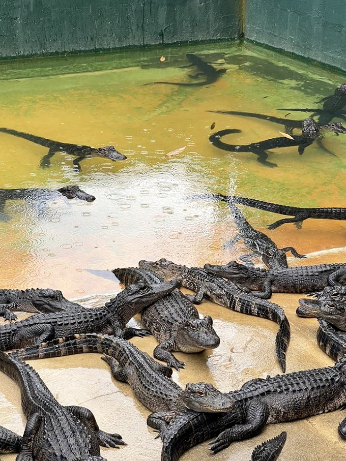 Sunday brunch at the gator club looks a bit different than your typical country club gathering, doesn't it?