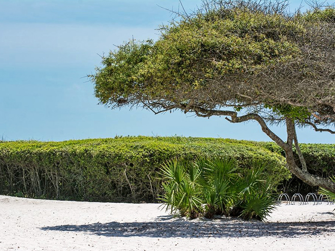 Mother Nature's own garden path. Sea oats and scrub oaks create a natural canopy along Grayton's pristine dune trails.