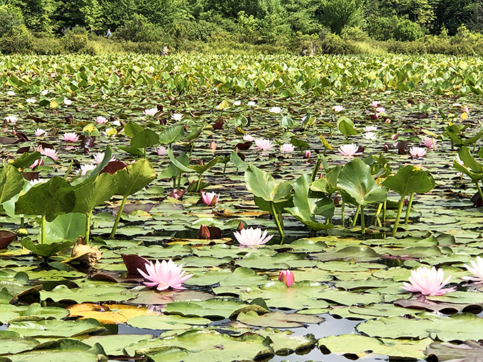 Water lilies transform the lake into nature's art gallery, where Monet would have happily traded his garden at Giverny for this Pennsylvania masterpiece.