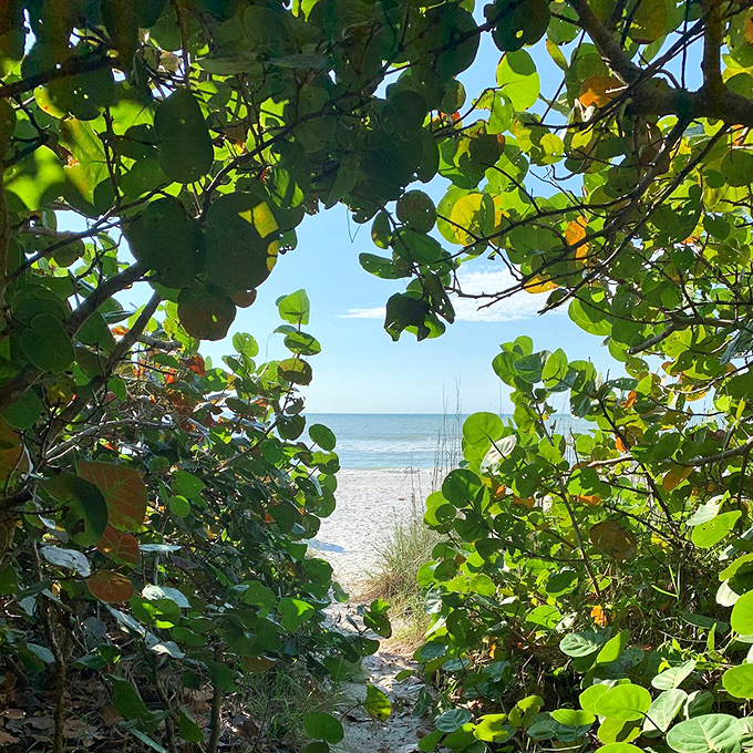 Nature's green room: sea grape leaves frame the perfect beach view. Like finding the VIP entrance to paradise, this natural pathway invites you to step through.