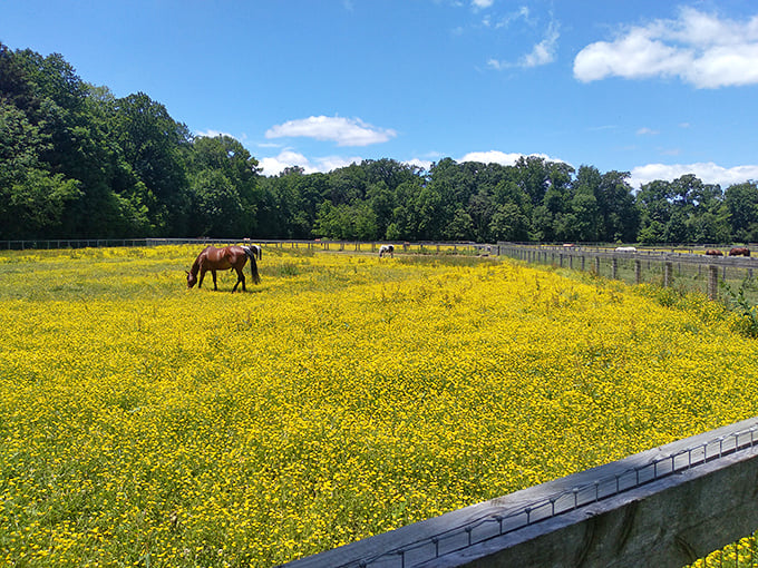 Horses grazing in fields of buttercups &ndash; it's like someone painted your childhood dream of the countryside. No filter needed on this golden Delaware vista.