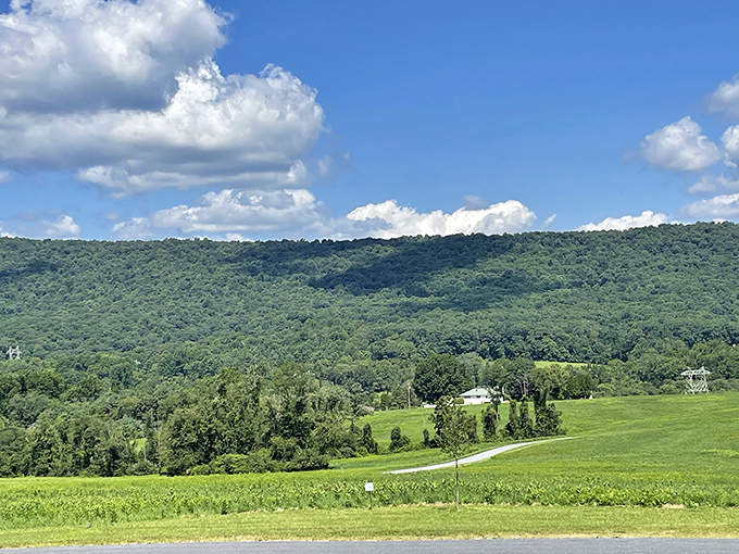 A verdant tapestry stretches across Blue Mountain, offering a view that makes even smartphone addicts pocket their devices in reverent silence.