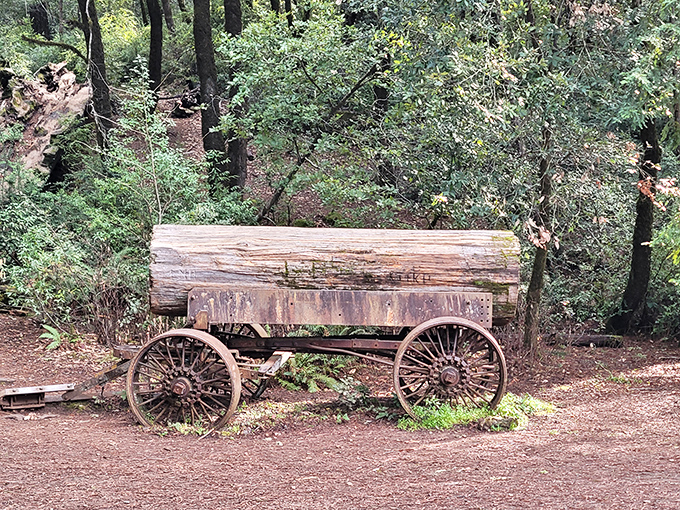 This isn't your Amazon Prime delivery vehicle. Logging wagons like this one once hauled massive redwood sections through these forests.