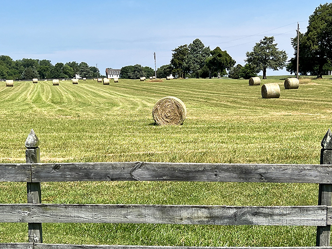 Golden hay bales dot the landscape like nature's chess pieces. From this vantage point, you can almost hear the whispers of four centuries of agricultural history.
