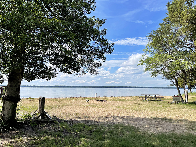 The Potomac's shoreline offers front-row seats to nature's greatest show—no tickets required, just bring your sense of wonder.