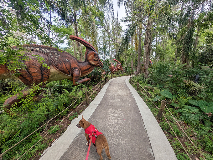 Even the dogs get to enjoy this Jurassic journey! This pup seems remarkably unfazed by the horned giants lurking along the shaded pathway.
