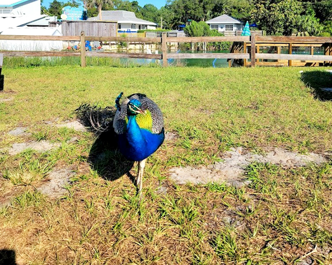 "Excuse me, coming through!" This resident peacock struts around like he owns the place&mdash;and honestly, with plumage that magnificent, who could argue?