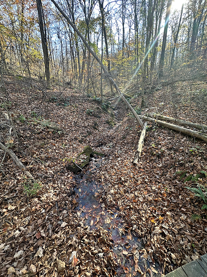 A humble woodland stream creates nature's soundtrack as fallen leaves dance atop crystal-clear waters. Bring good waterproof boots!