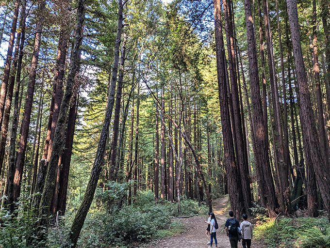 Nature's skyscrapers make Manhattan look like amateur hour. Walking among these towering redwoods is like stepping into Earth's greatest cathedral.