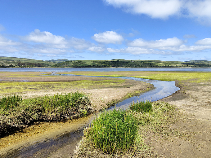 Meandering streams carve their path through marshlands to the bay. Nature's artistry on full display&mdash;no admission fee required.
