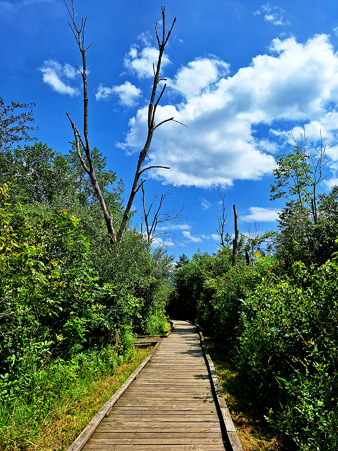 This wooden boardwalk doesn't just lead through the forest&mdash;it delivers you into a green cathedral where birdsong replaces ringtones. 
