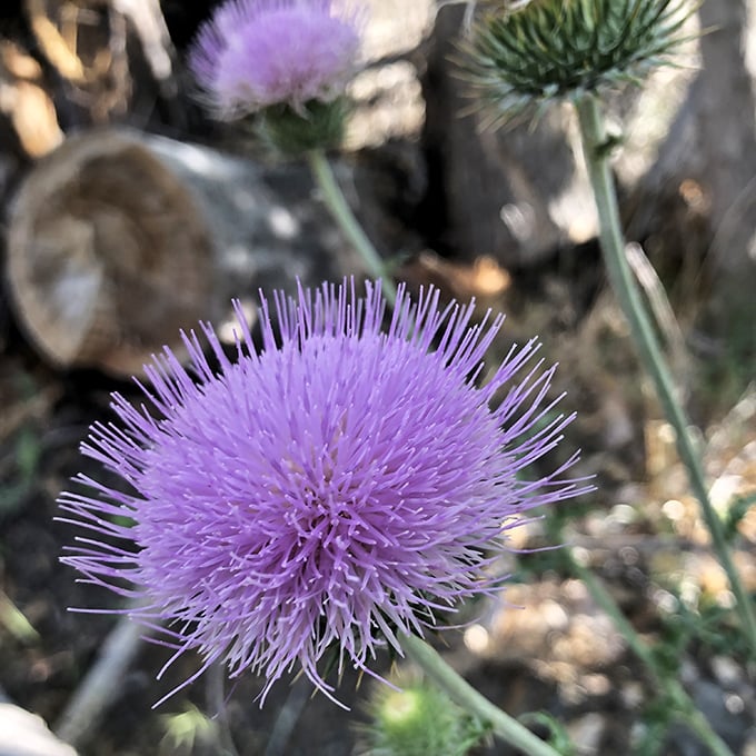 Mother Nature's purple mohawk! These vibrant thistle blooms add unexpected pops of color among the chaparral, delighting hikers with their spiky perfection.