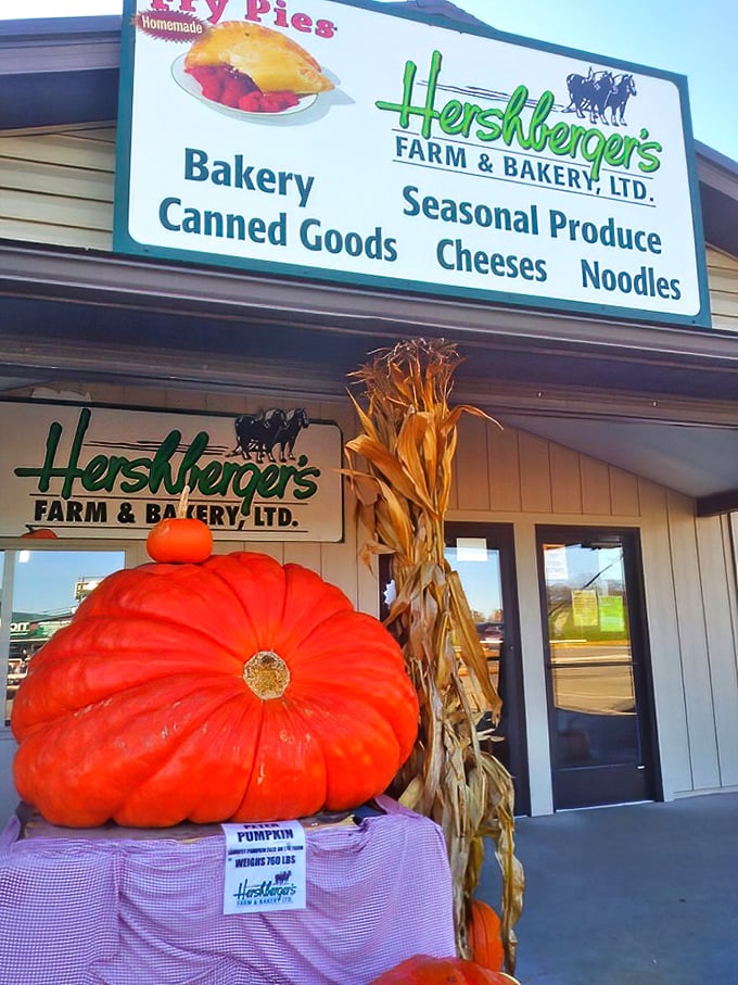 Hershberger's Farm & Bakery: That pumpkin isn't just enormous—it's a bright orange billboard announcing "Fall has arrived, and we're celebrating with pie!"