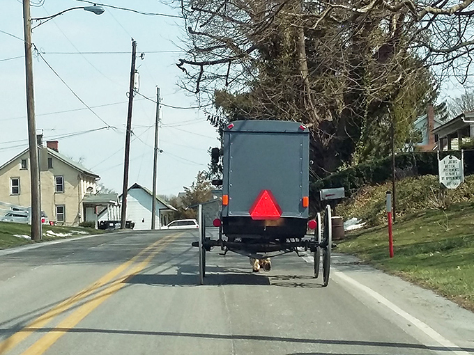 A horse-drawn buggy travels past a large brown building - Paradise's everyday transportation is our photo opportunity.