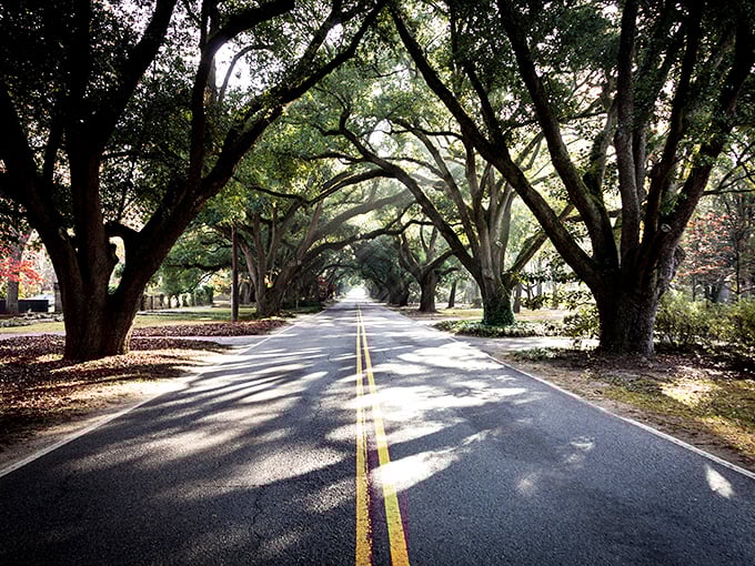 Those oak trees have been throwing shade since before it was a social media thing.