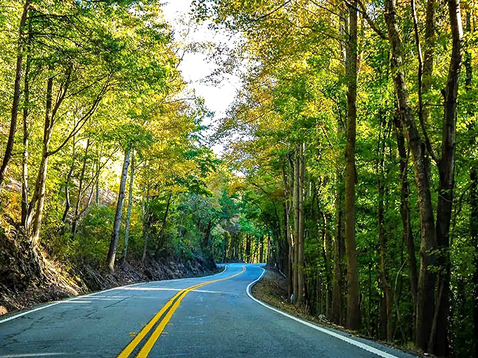 Sunlight dapples through ancient trees along this forest passage. The Cohutta-Chattahoochee Byway makes "getting lost" sound like a plan!