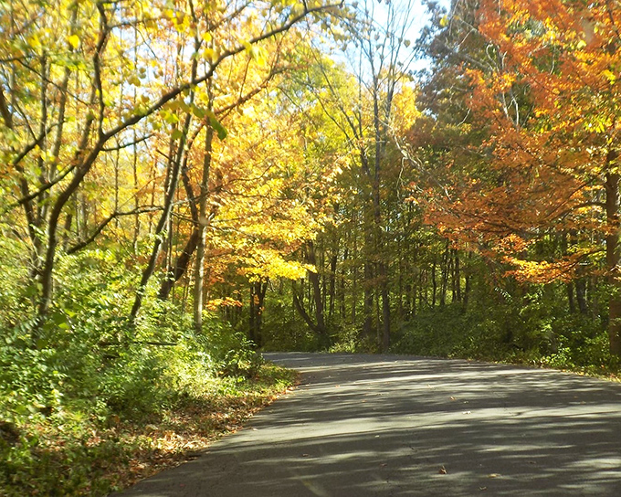 This peaceful country road whispers stories of early America, where golden afternoon light transforms ordinary fields into magic.