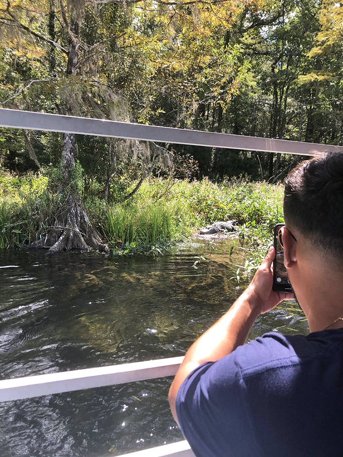 Wildlife paparazzi moment! A visitor captures nature's reality show from the boat tour, where alligators are the reluctant celebrities of Wakulla's waterways.
