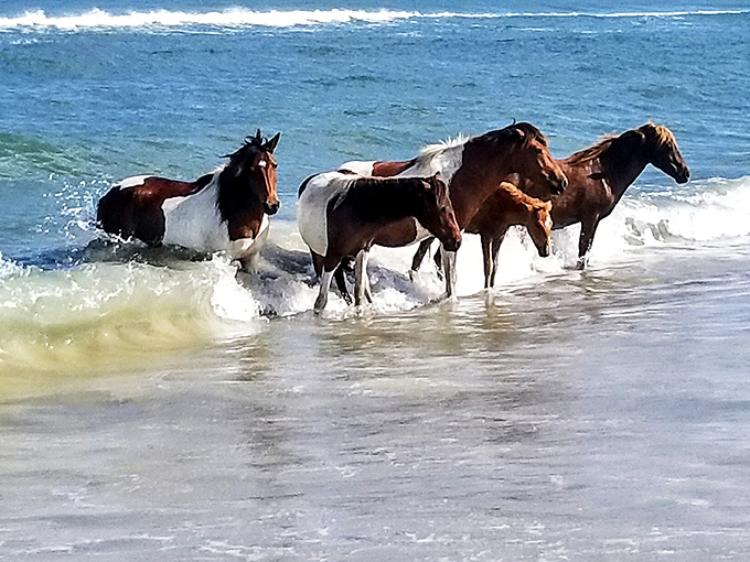 Wild horses couldn't drag me away from Assateague's shoreline. These majestic creatures are living their best beach life without a care in the world.