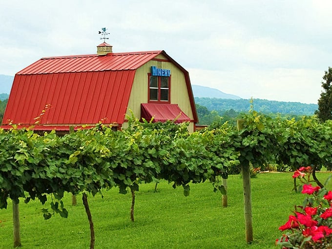 Blue Goose Farm's vibrant vineyard proves Tennessee isn't just whiskey country&mdash;those grape vines are writing poetry against the mountain canvas.