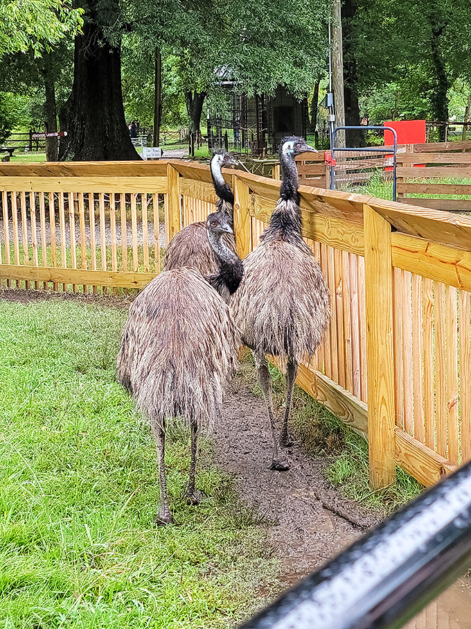 Meet Hampton's most fashionable residents! These emus are clearly waiting for their close-up in Bluebird Gap Farm's natural runway.