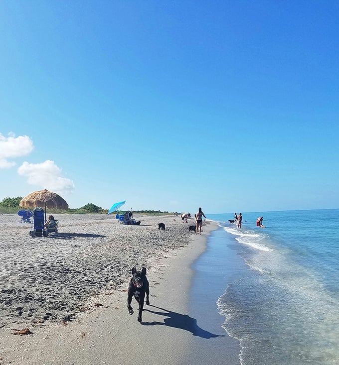 Freedom unleashed! At Brohard Paw Park, four-legged family members get their own slice of beach paradise without those pesky leash restrictions.