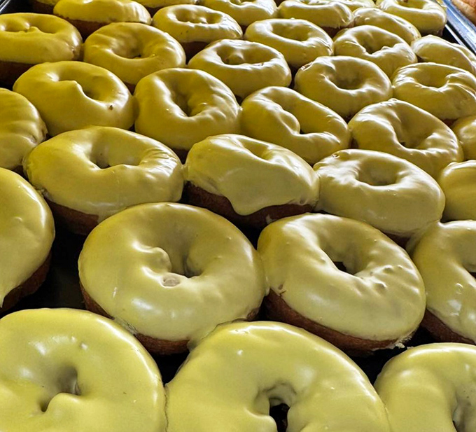 An army of vanilla-glazed donuts stands at attention, ready to sacrifice themselves for your breakfast pleasure. The greatest act of pastry heroism.