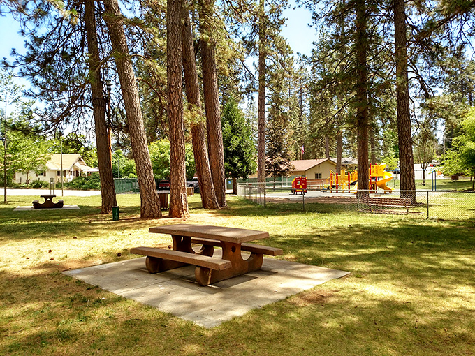 Condon Park's towering pines create nature's perfect picnic spot, where squirrels eye your sandwich with the intensity of food critics. 