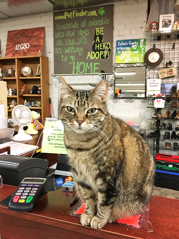 Meet the feline supervisor who ensures quality control. This tabby has seen thousands of treasures come and go—and probably claimed a few laps along the way.