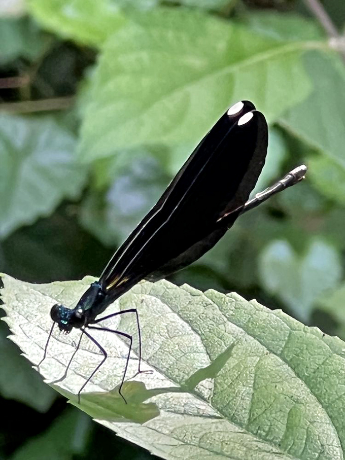 This elegant damselfly didn't get the memo about the "devil" in the park's name – it's bringing pure ethereal beauty to the proceedings.