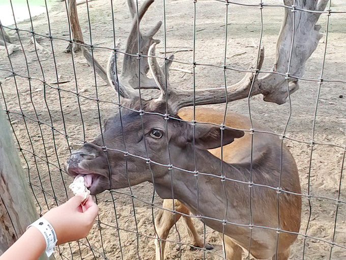 Wildlife encounters add unexpected charm to your temple adventure. This hungry elk clearly didn't read the "don't feed the tourists" sign.