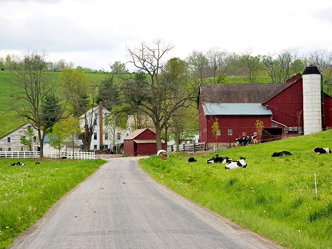 Classic Americana that Norman Rockwell would rush to paint. The red barn, white farmhouse, and grazing cattle create a pastoral symphony that soothes city-weary souls.