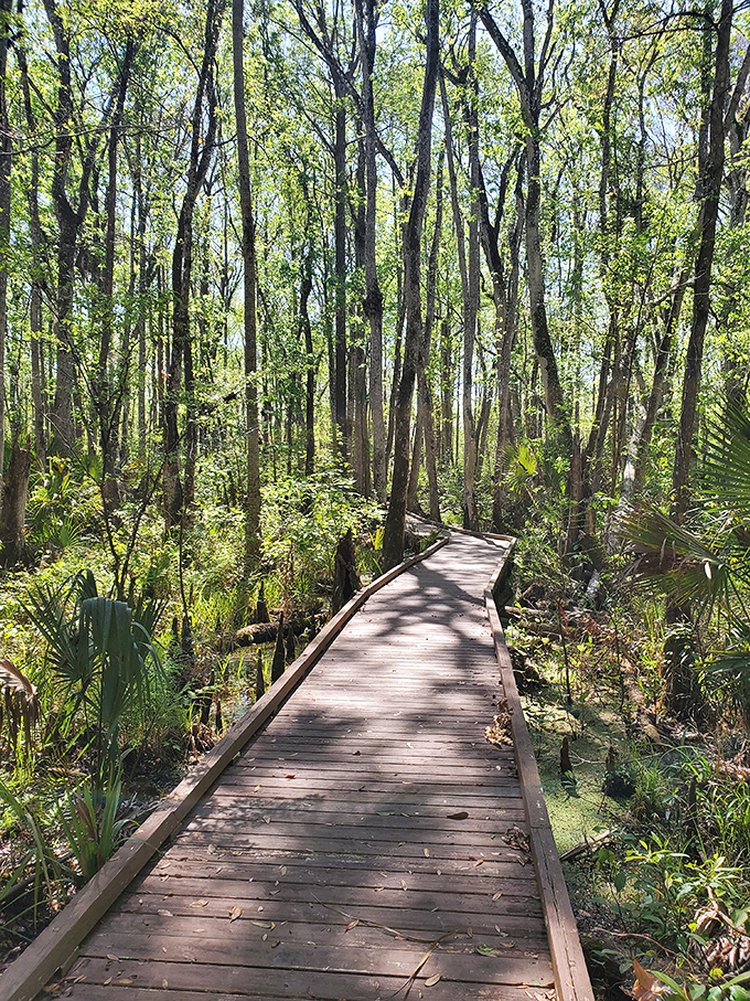Nature's boardwalk therapy doesn't charge by the hour. This wooden path through Flat Island Preserve offers mental health moments at no additional cost.