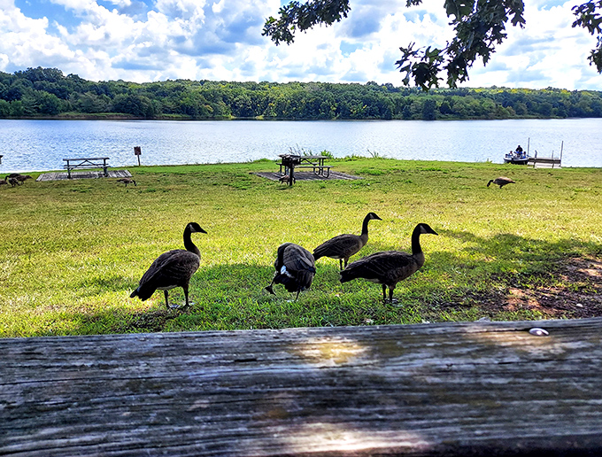 Nature's welcoming committee! These geese patrol the lakeside picnic area like they're collecting property taxes from unsuspecting visitors.
