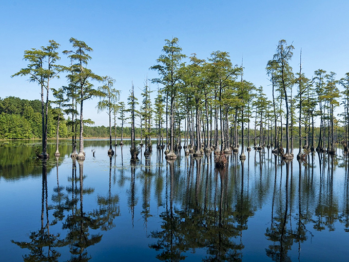 Cypress trees rise from mirror-like waters at Goodale State Park &ndash; nature's version of a meditation app, but without subscription fees.