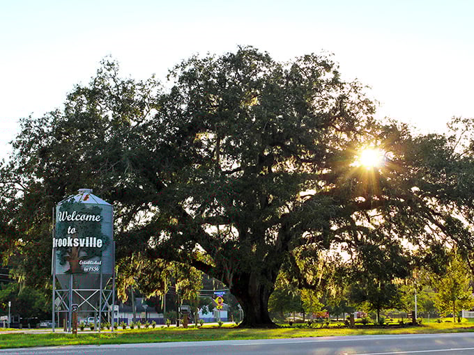 Beneath this magnificent oak, Brooksville's welcome sign greets visitors with the promise of shade and small-town hospitality.