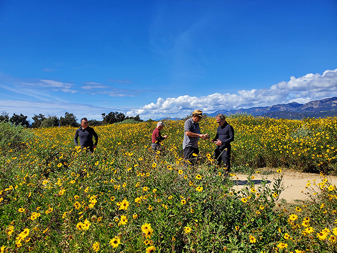 Wildflower season transforms hillsides into nature's confetti. These hikers know the secret&mdash;Carpinteria's beauty isn't just at the beach, it's in every direction.