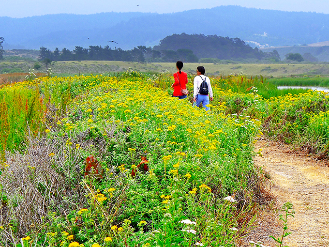 Nature's wildflower carpet rolls out for hikers at Pescadero Marsh, where the coastal palette puts even the most ambitious garden centers to shame.
