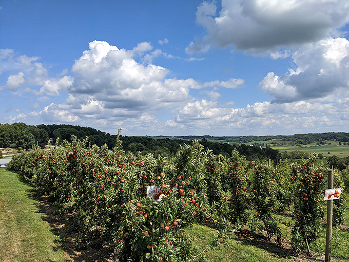Neat rows of apple trees stretch toward rolling hills at Hillcrest Orchard, where "farm-to-table" isn't a trendy restaurant concept but simply how things have always been done.